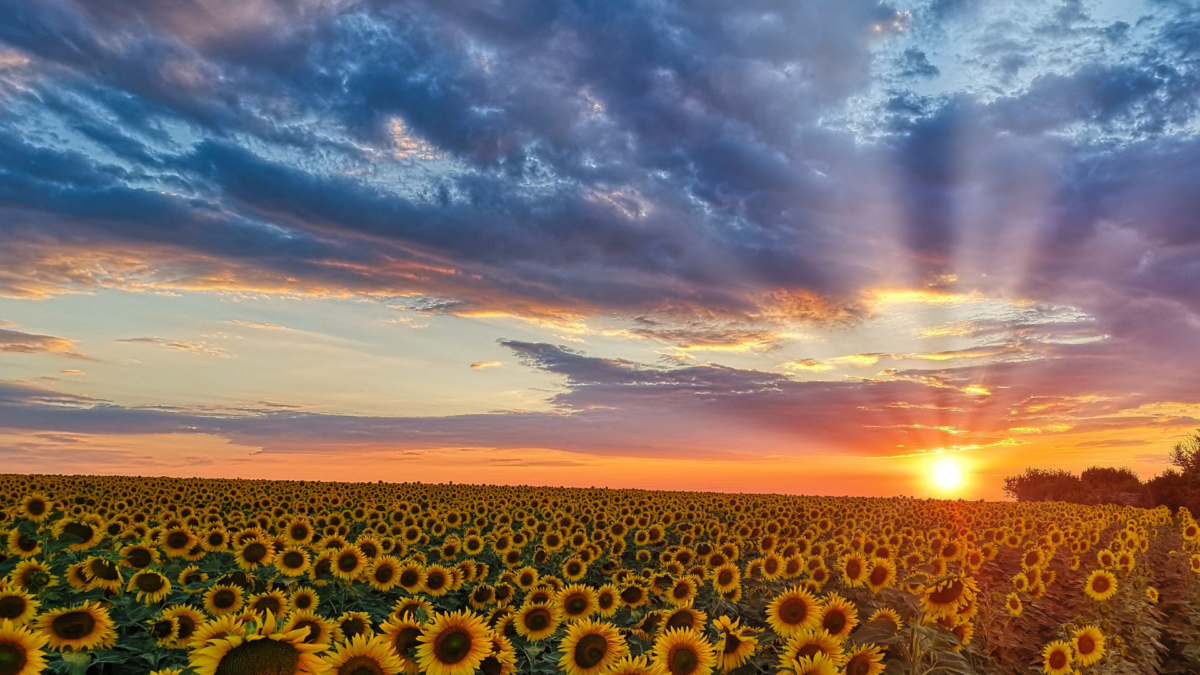 Solcellepaneler | Beregn pris, besparelser m.m – Hos ProSolar